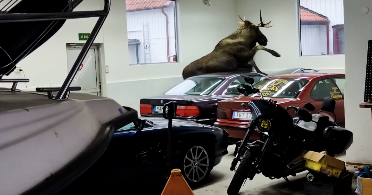 Two classic BMWs damaged by moose on the loose in dealership | CarExpert