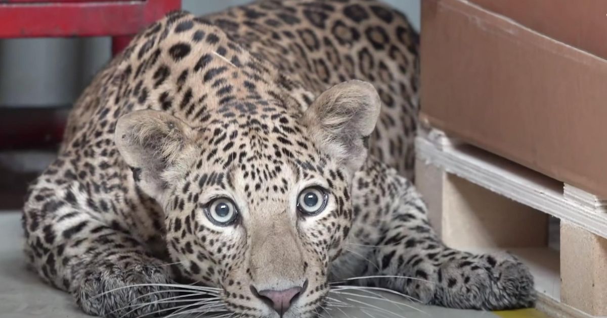 Leopard wanders into Mercedes Benz plant, adding to production delays ...