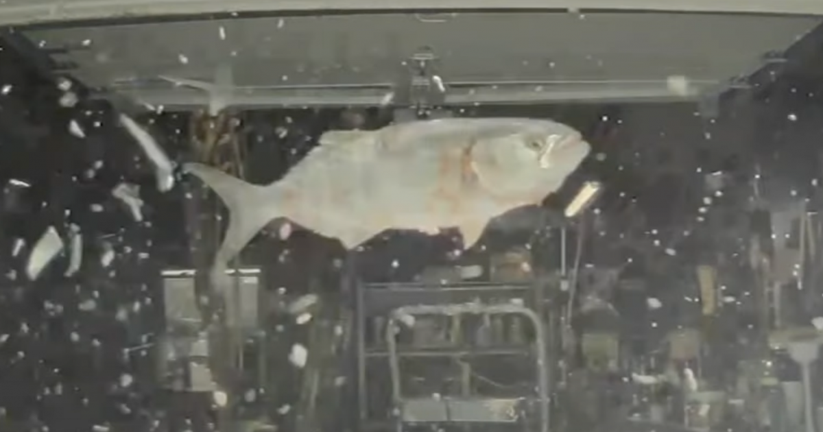 Tesla dashcam catches flying fish smashing windscreen | CarExpert