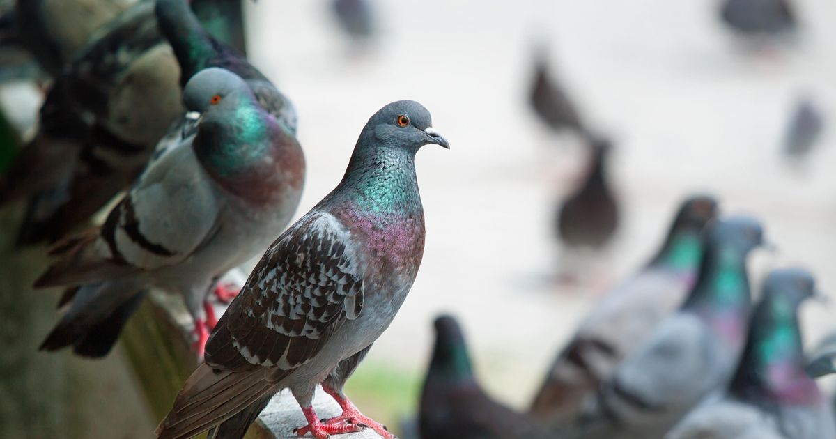 How pigeons trapped 200 drivers in a carpark | CarExpert