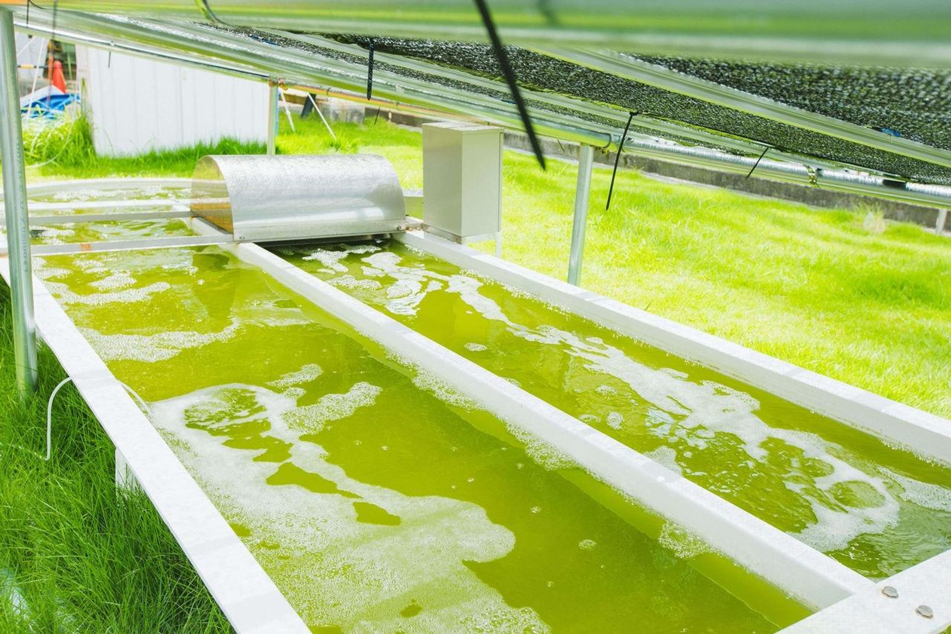 Mazda backs algae-based biofuels as path to carbon-negative motoring ...